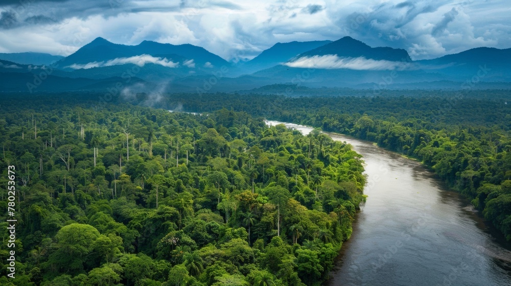 A rich and diverse backdrop of verdant rainforest showcasing the raw ...