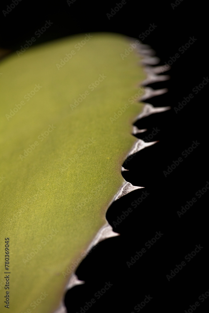 The sharp edge of a green serrated leaf is captured in detail ...