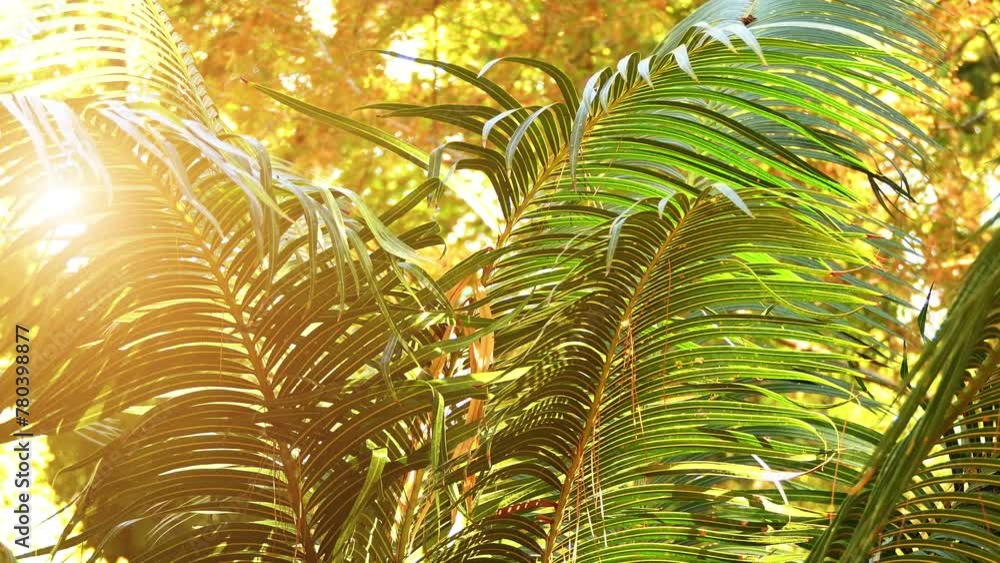 Vidéo Stock Cycas circinalis, also known as queen sago, is species of ...