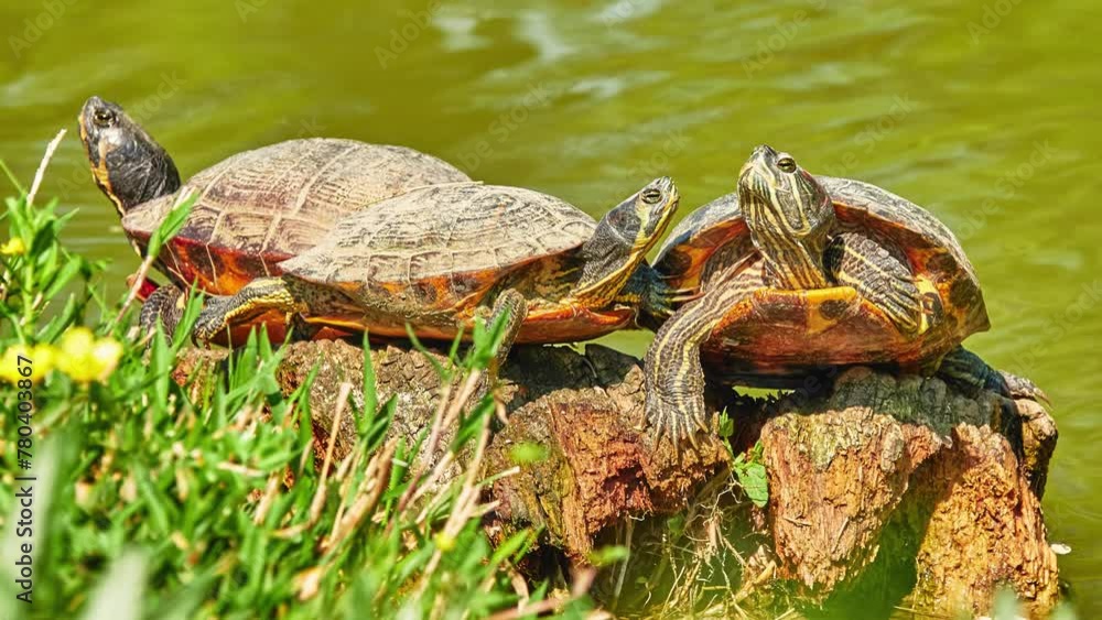Red-eared slider (Trachemys scripta elegans), red-eared terrapin, red ...