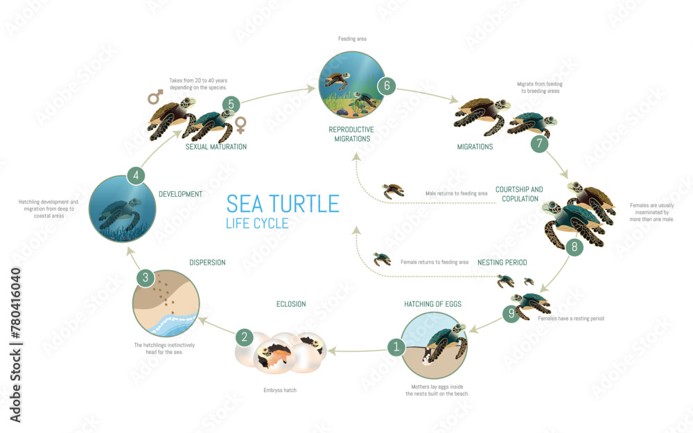 Plakat w ramie A diagram of the life cycle of a sea turtle. The diagram is circular and shows ...
