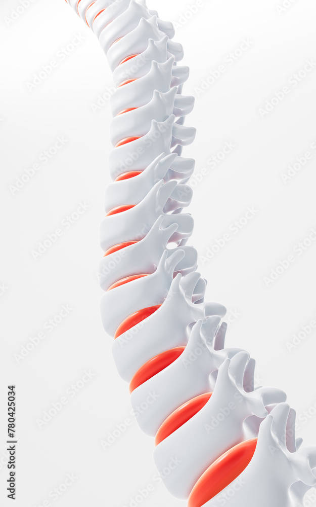 Human Spine Model Specification For Human Vertebrae Model 3d