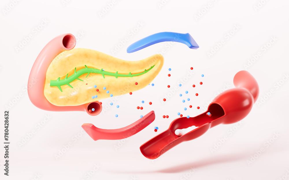 Human pancreas, gall bladder organ model, pancreas secretes insulin, 3d ...