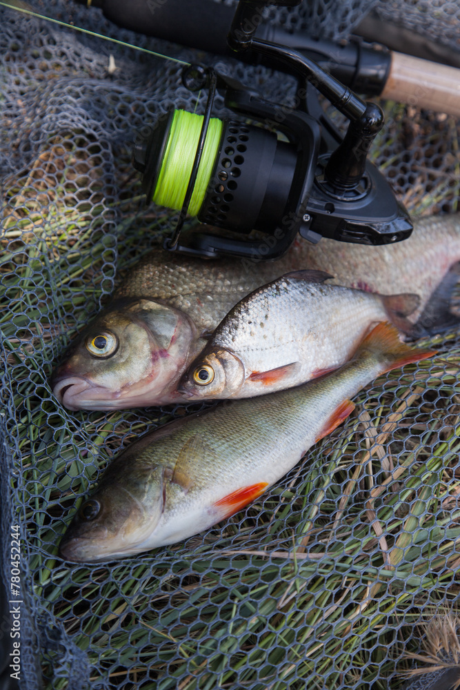 Assort kinds of fish - freshwater common bream, common perch or ...