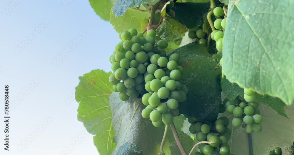 Sick white grapes rot on vines infected by fungal disease. Grape mold ...