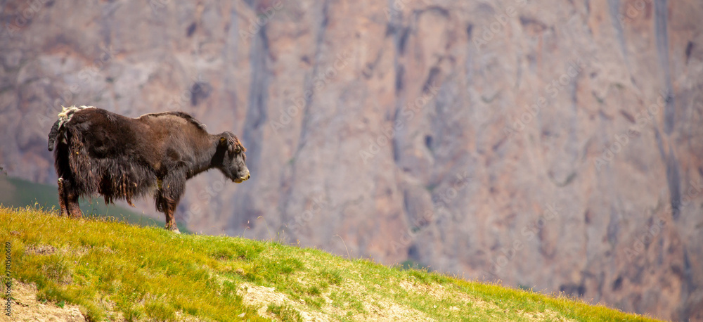 A herd of yaks graze in the mountains. Himalayan big yak in a beautiful ...