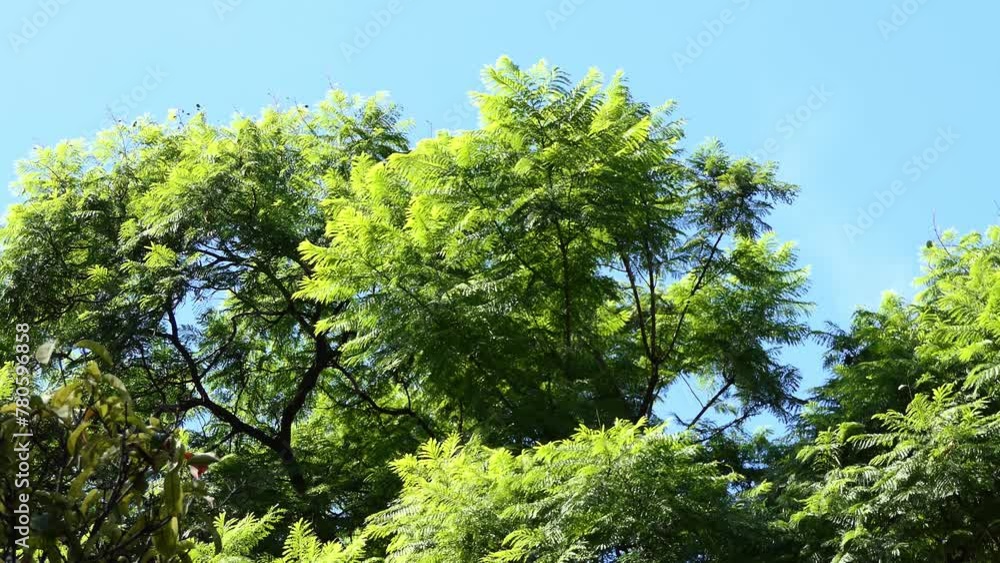 Jacaranda mimosifolia (blue jacaranda, black poui, or as the fern tree ...