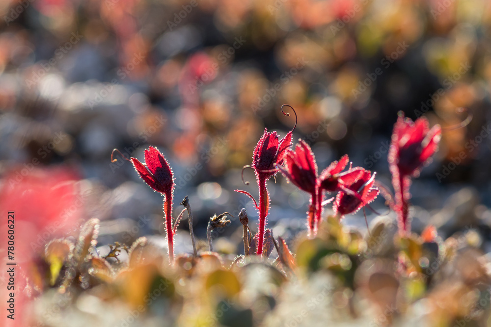 Flora of Chukotka: a close up of fruiting plants of Kamchatka ...
