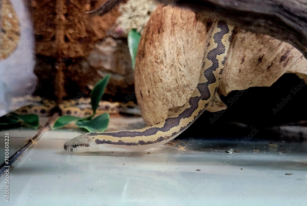 Kenyan sand boa snake, aka Old world sand boas is nonvenomous snake ...