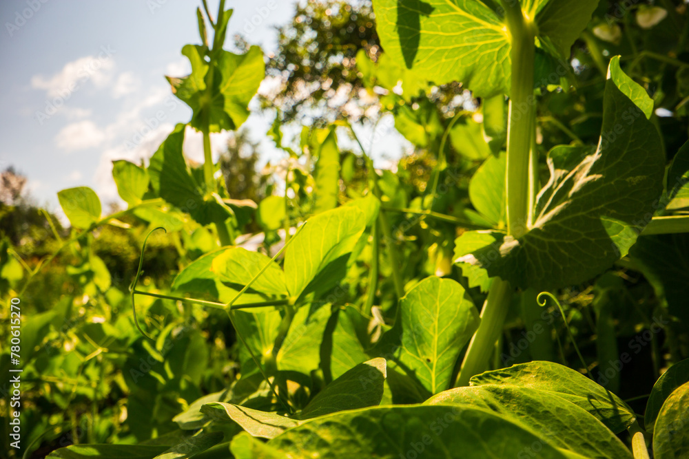 Green pea vegetables in the garden. Close-up of fresh peas and pea pods ...