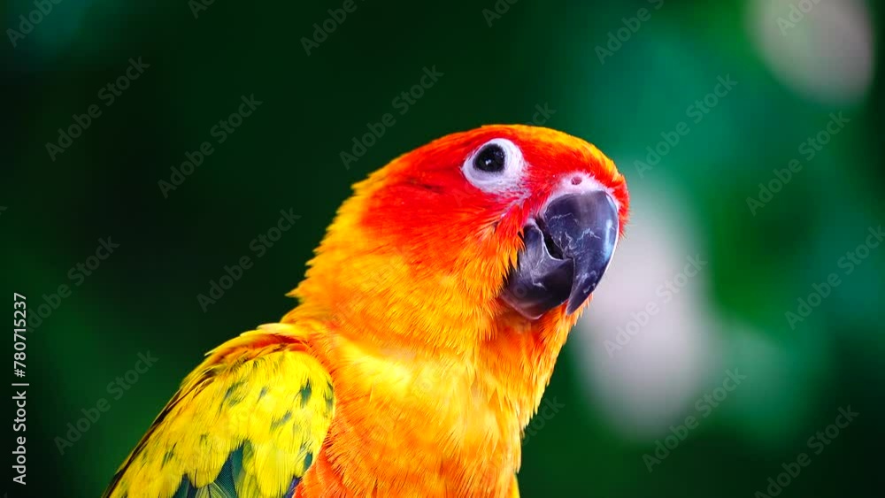 4K About Sun ConureThe sun parakeet beautiful colours of yellow orange ...