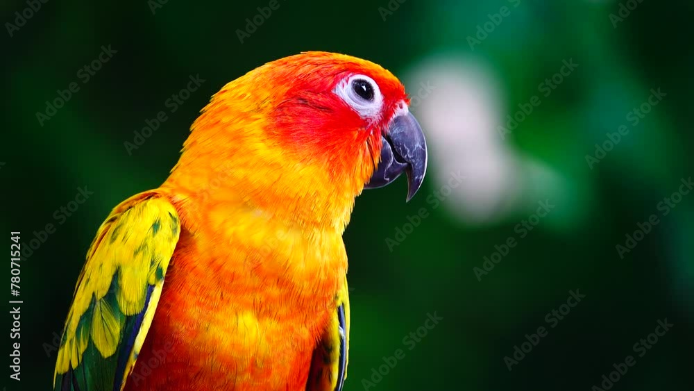 4K About Sun ConureThe sun parakeet beautiful colours of yellow orange ...