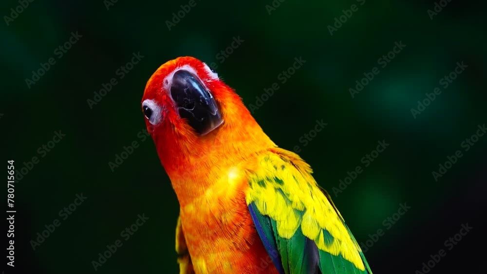 4K About Sun ConureThe sun parakeet beautiful colours of yellow orange ...