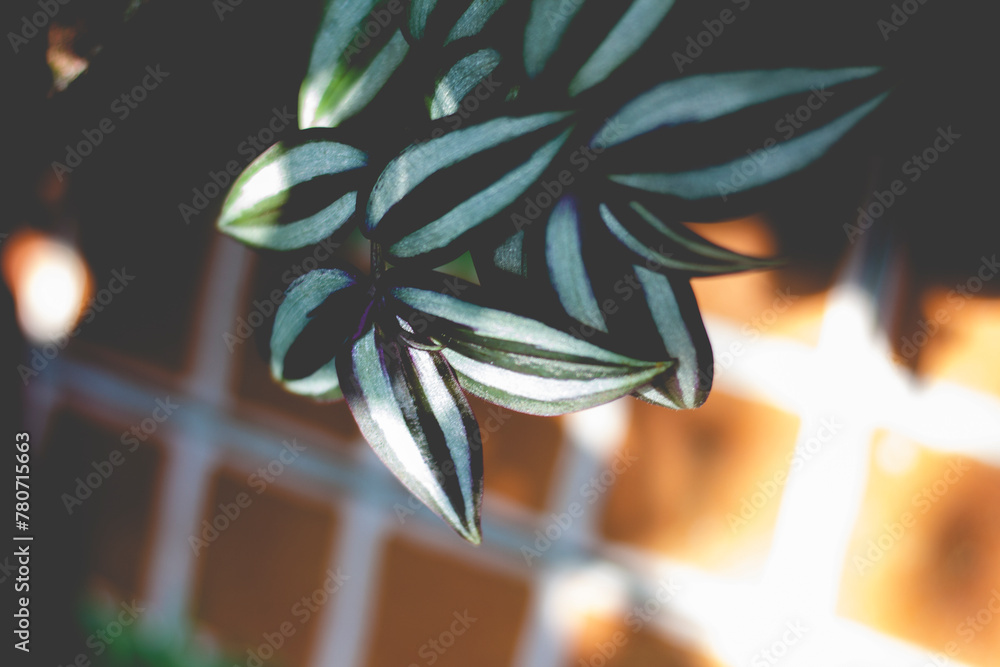 ormerly known as Zebrina pendula, is a species of creeping plant in the ...