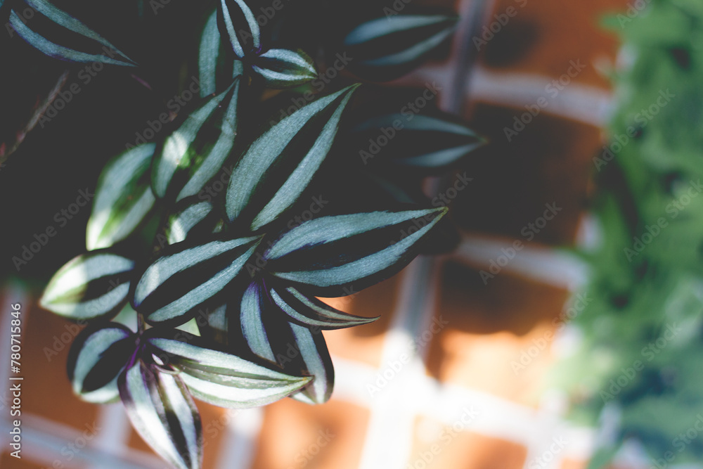 ormerly known as Zebrina pendula, is a species of creeping plant in the ...