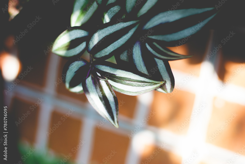 ormerly known as Zebrina pendula, is a species of creeping plant in the ...