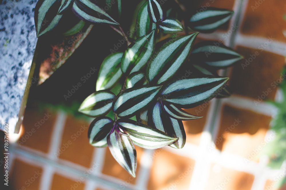 ormerly known as Zebrina pendula, is a species of creeping plant in the ...