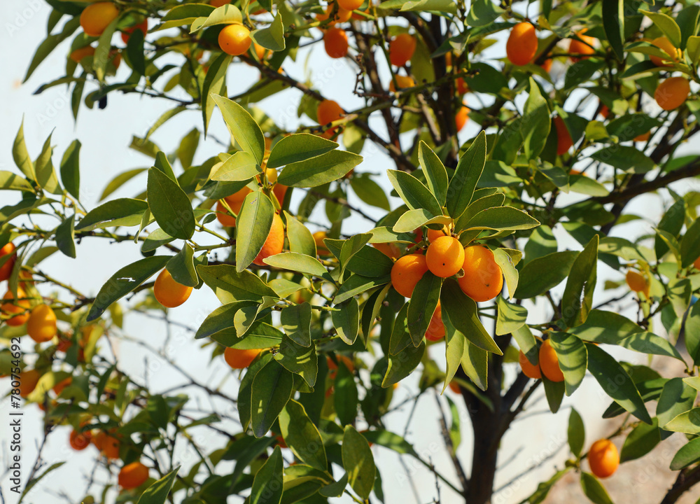 Kumquats Fruits are small oval fruits that resemble very tiny oranges ...