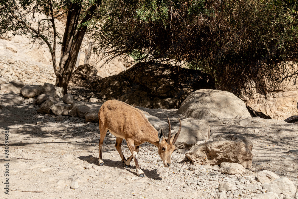The Nubian ibex (Capra nubiana) is a desert-dwelling goat species ...