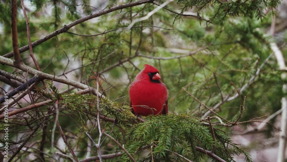 Beautiful Male Northern Cardinal in Nova Scotia Park in Canada. Red ...