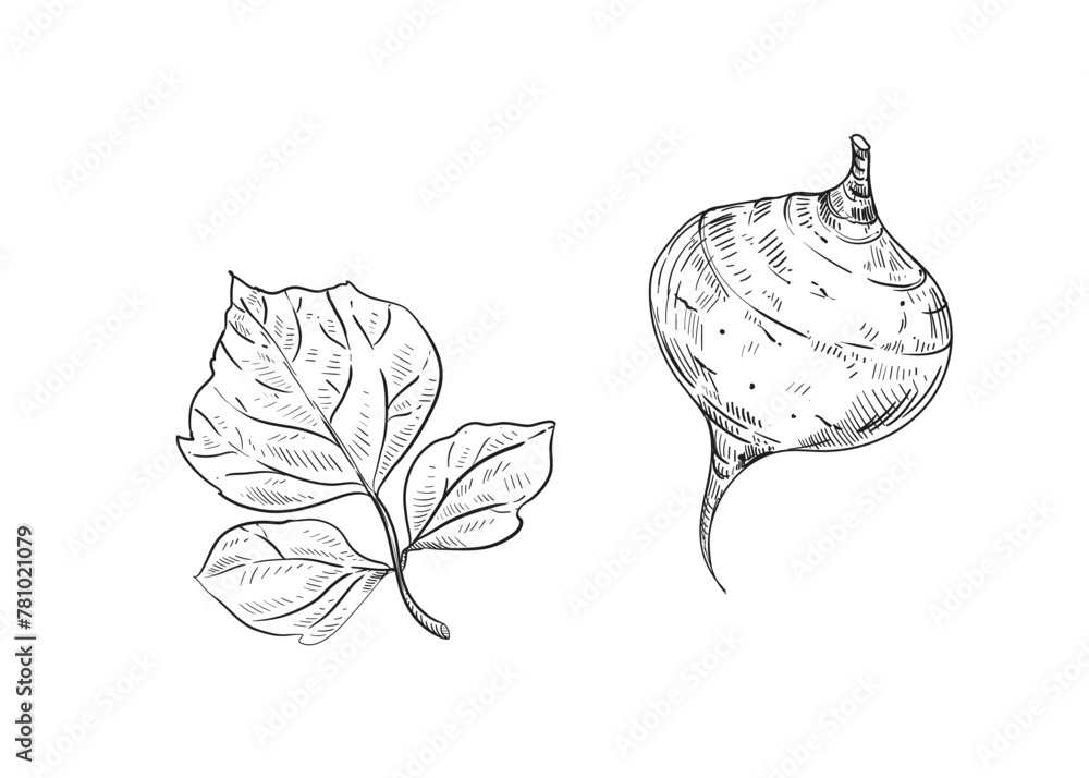 Hand drawn sketch black and white illustration of turnip jicama, root ...