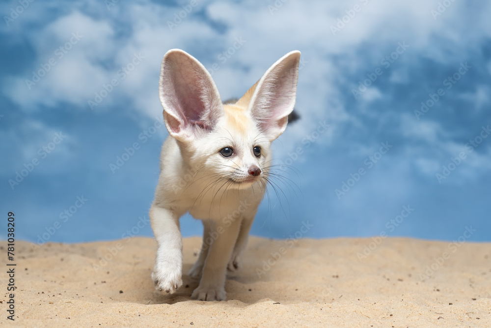 The Fennec Fox (Vulpes zerda) is the smallest fox species native to the ...