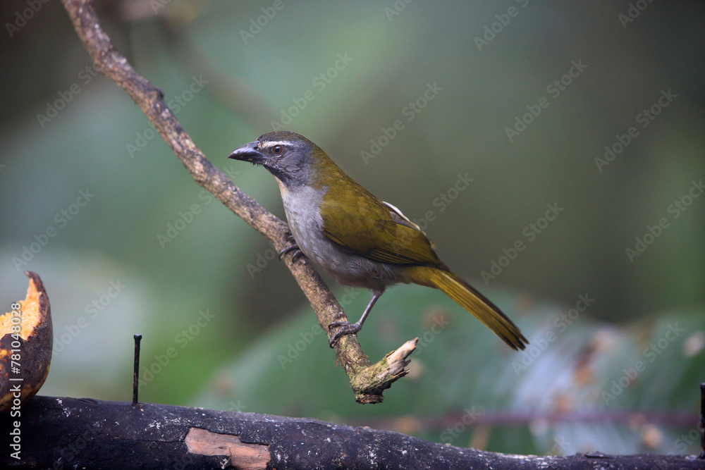 The buff-throated saltator (Saltator maximus) is a seed-eating bird in ...