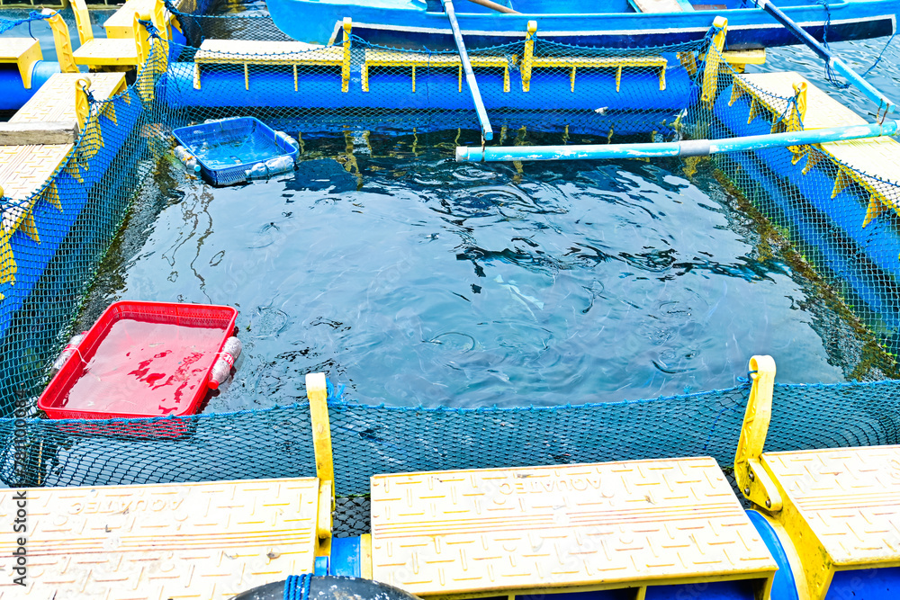 Poster Floating net cages for marine fish farming, in Ambon Bay ...