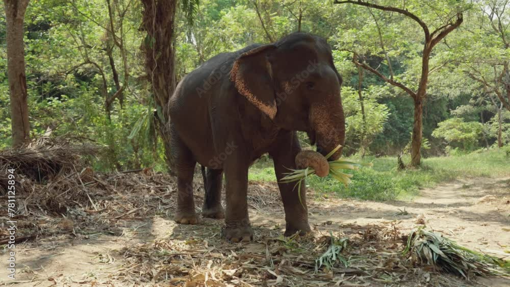 Elephant eats reeds in national park. Elephant farm for tourists in ...