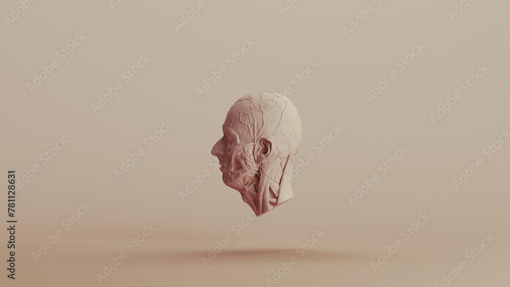 Ecorche study muscles without skin anatomical head neutral backgrounds ...