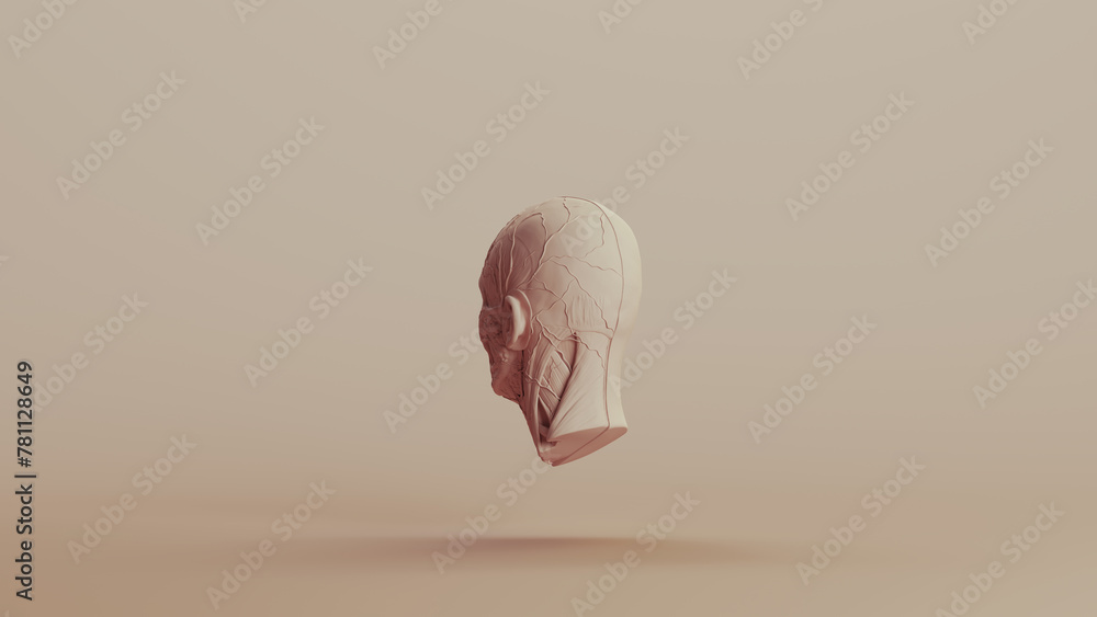 Ecorche study muscles without skin anatomical head neutral backgrounds ...