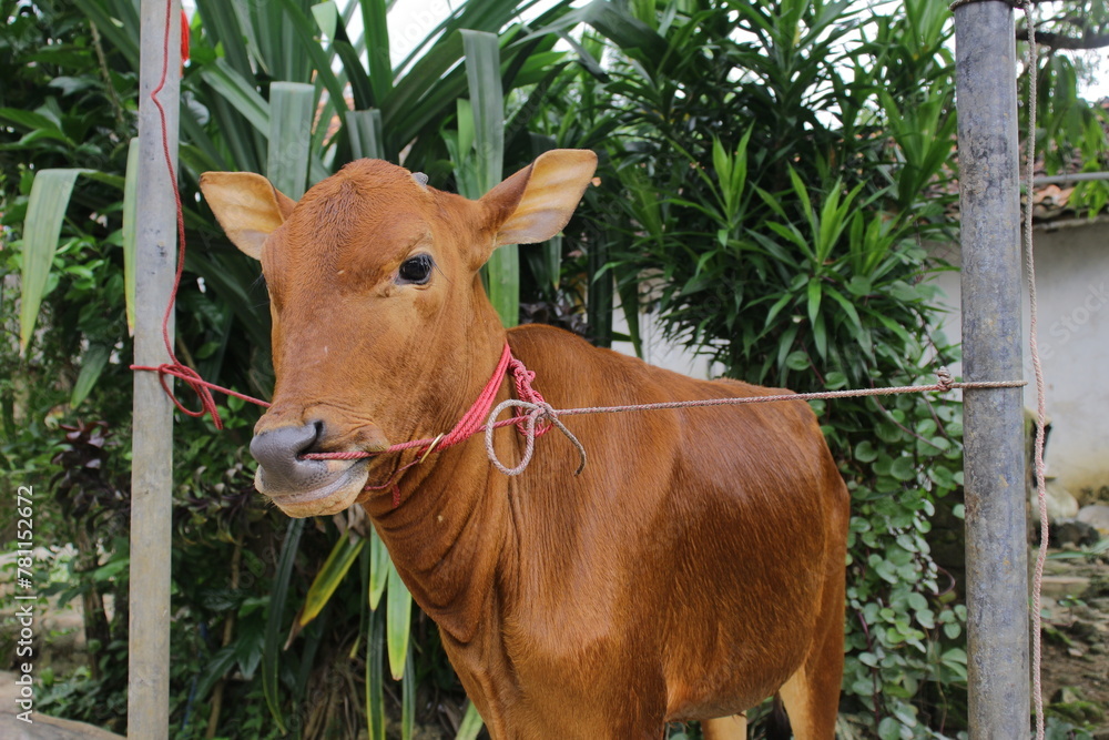 Sono' Cow, a Cow from Madura who is known to be beautiful and good ...
