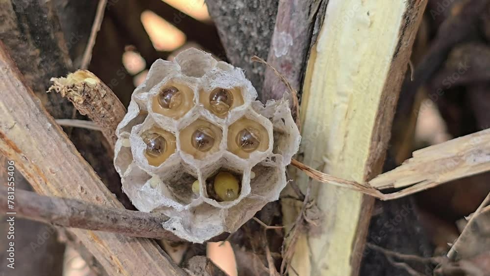 Paper wasps nest with growing small wasps macro wasps in the corner of ...