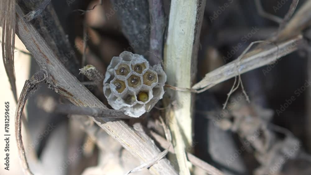 Vidéo Stock Paper wasps nest with growing small wasps macro wasps in ...