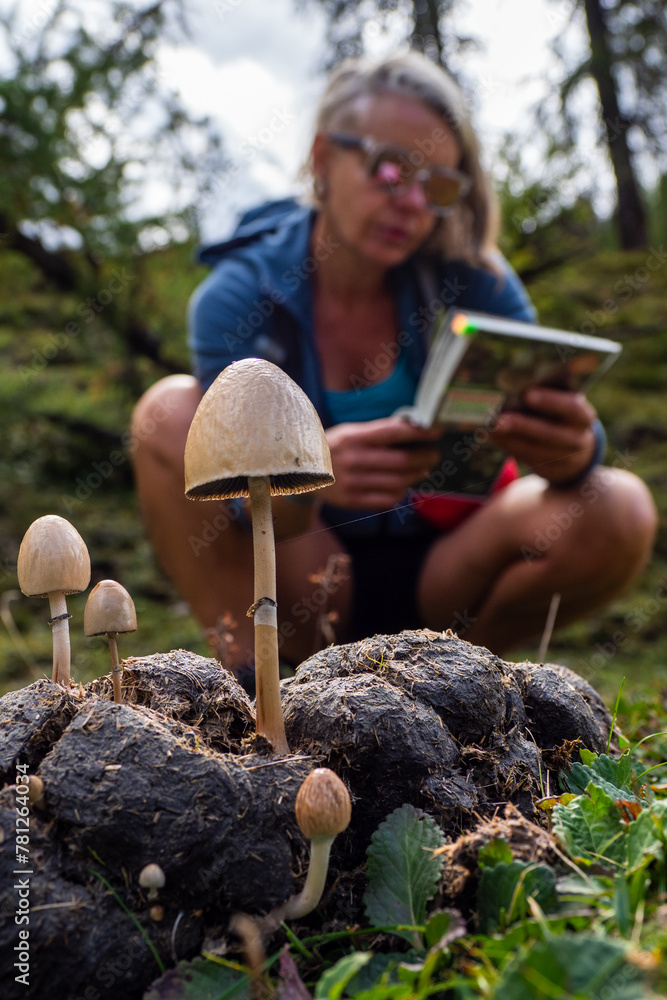 Female mushroom forager foraging for wild edible mushrooms with ...