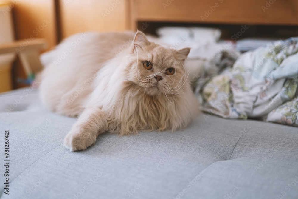 Title: The Cream British Longhair Cat Has Beautiful Eyes, Dilating ...