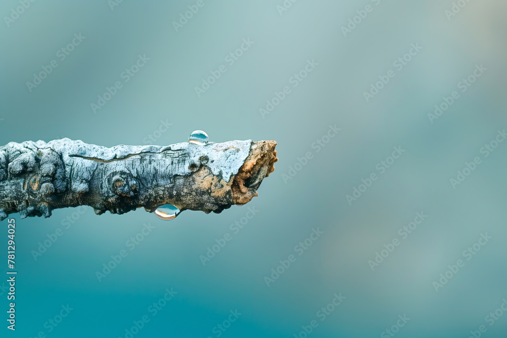 Macro shot of water drops on a tree trunk, water scarcity ...