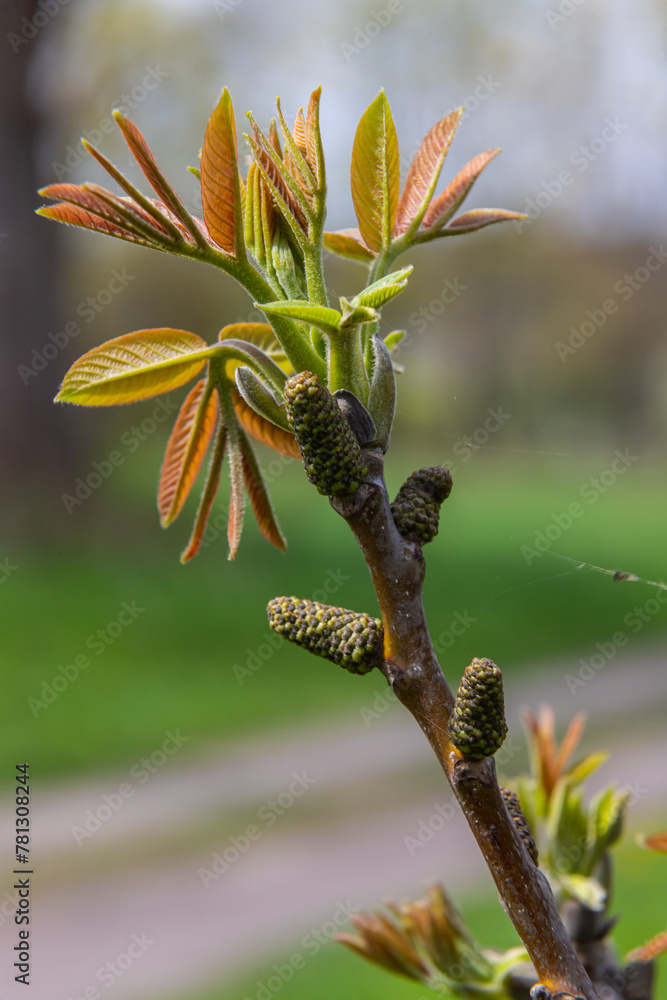 Walnut twig in spring, Walnut tree leaves and catkins close up. Walnut ...