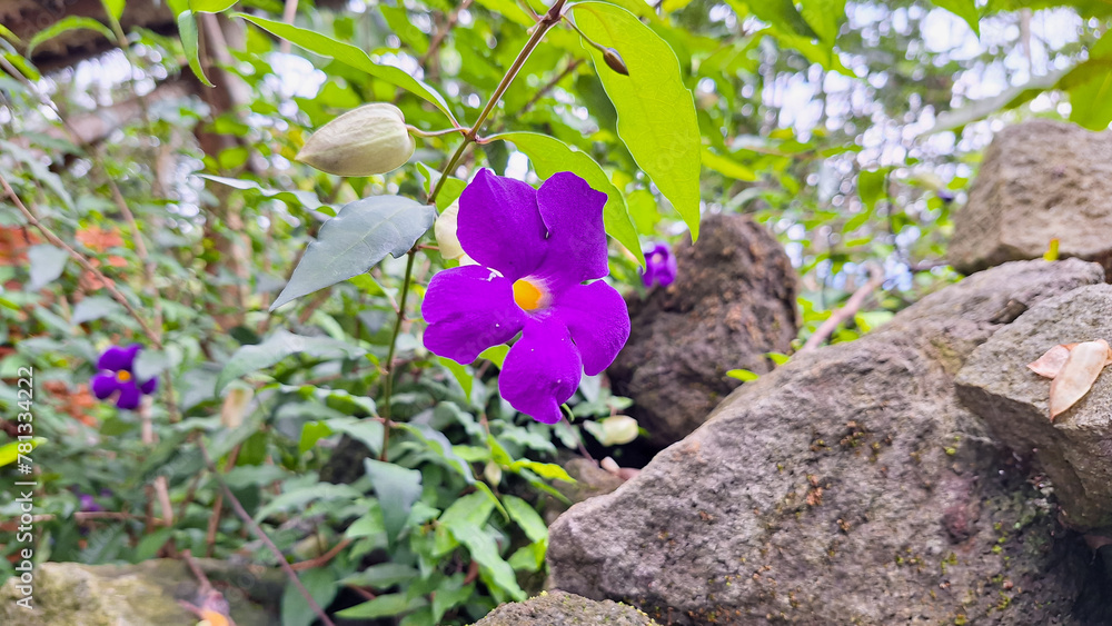 Thunbergia Erecta is a Acanthaceae family flowering plant. It is also ...