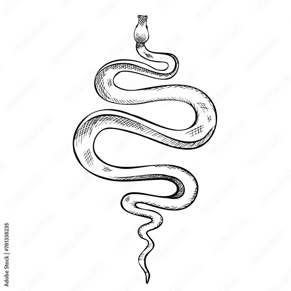 Snake vector illustration. Etched drawing of venomous Serpent ...