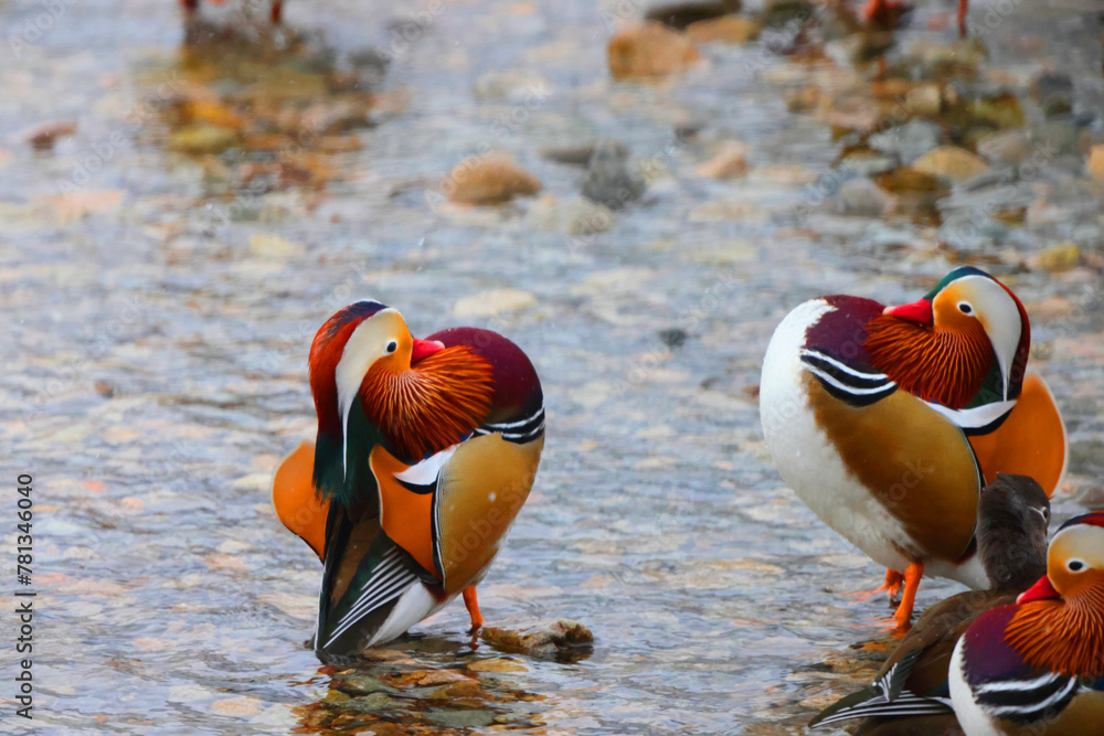 The mandarin duck (Aix galericulata) is a perching duck species native ...