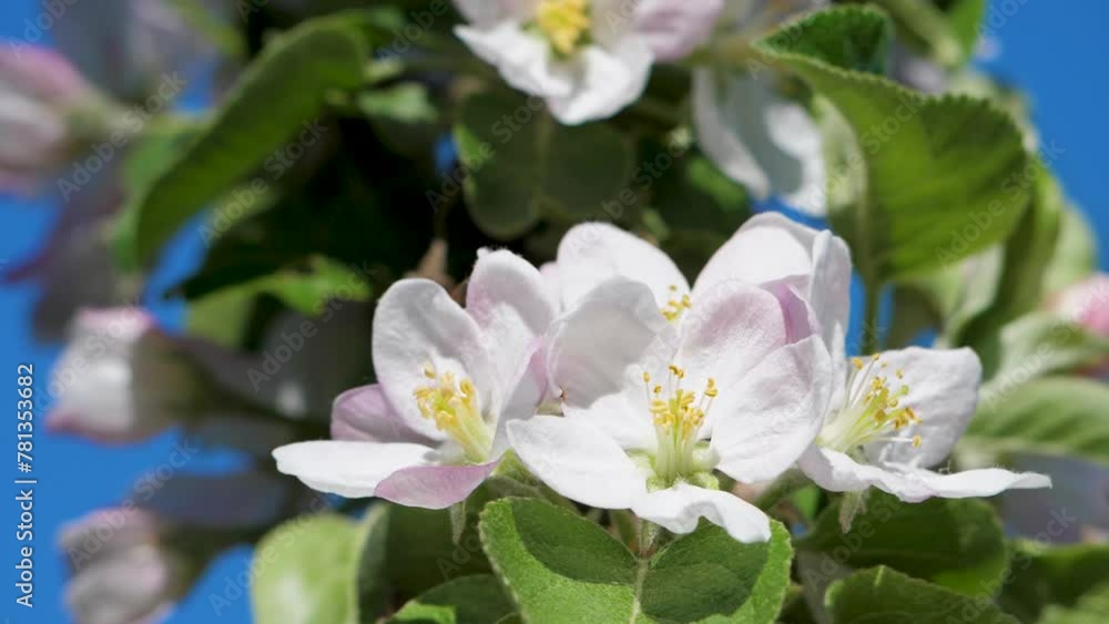 Buds on apple tree brunch with green leaves in garden. Bokeh blue sky ...