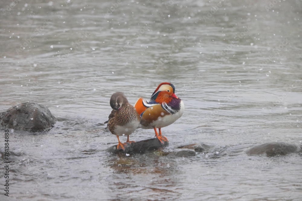 The mandarin duck (Aix galericulata) is a perching duck species native ...