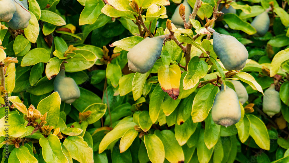 Ficus pumila fruits (RaeA) Native to Eastern Asia. Creeping Fig. Ficus ...