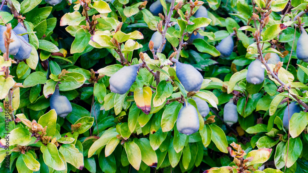 Ficus pumila fruits (RaeA) Native to Eastern Asia. Creeping Fig. Ficus ...