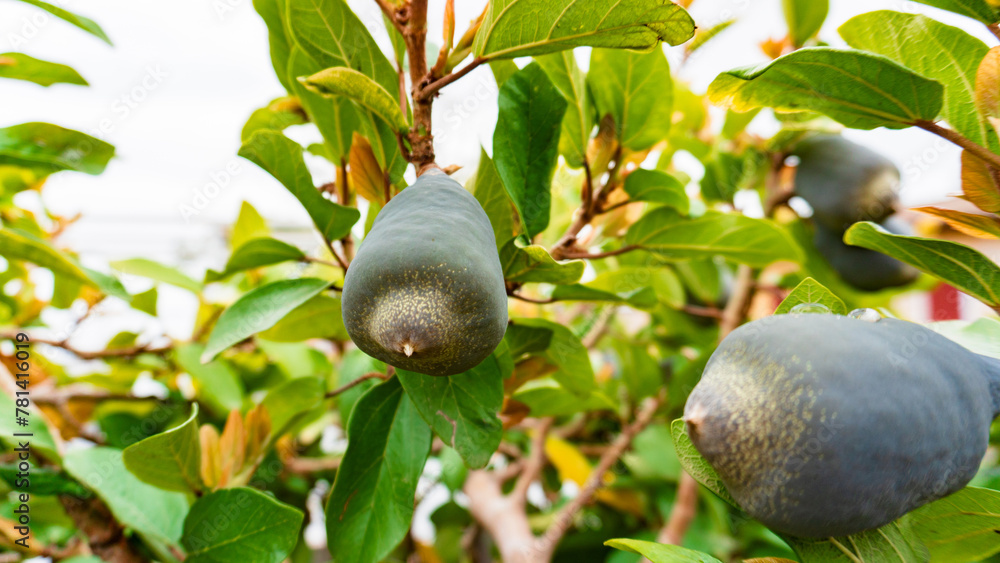 Ficus pumila fruits (RaeA) Native to Eastern Asia. Creeping Fig. Ficus ...