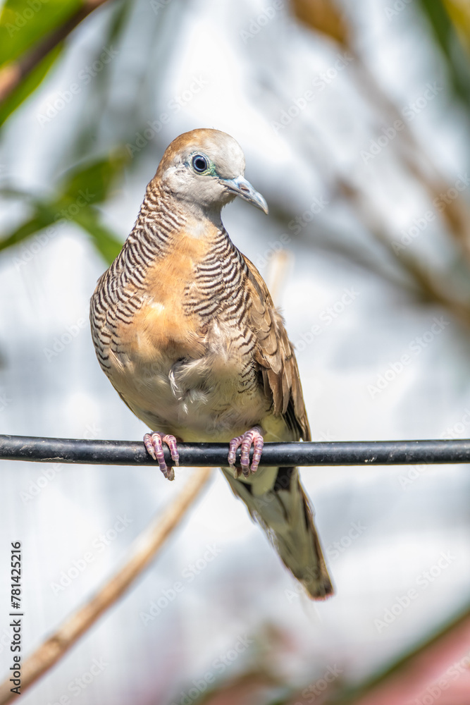 The zebra dove (Geopelia striata), also known as the barred ground dove ...