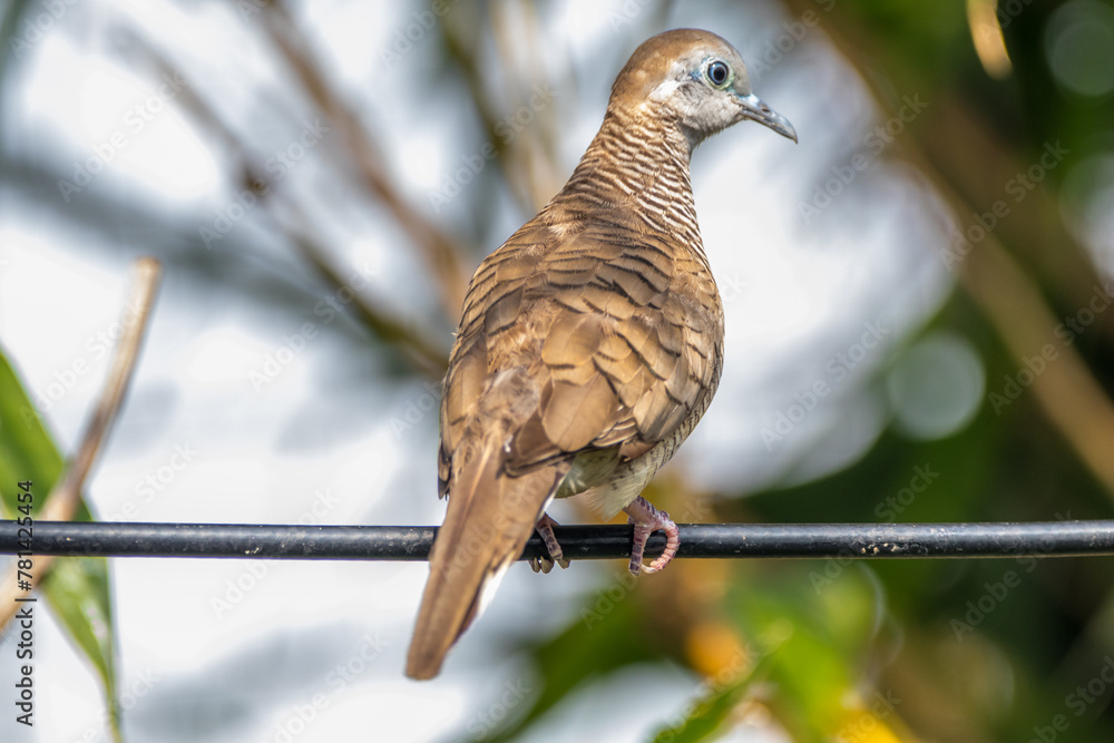 The zebra dove (Geopelia striata), also known as the barred ground dove ...