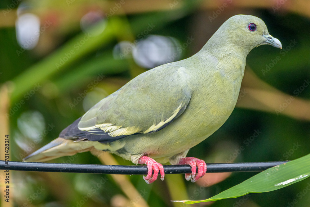 The pink-necked green pigeon (Treron vernans) is a species of bird of ...