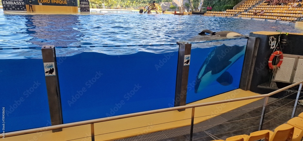 orcinus orca in a sea park, orca, or killer whale, is a toothed whale ...